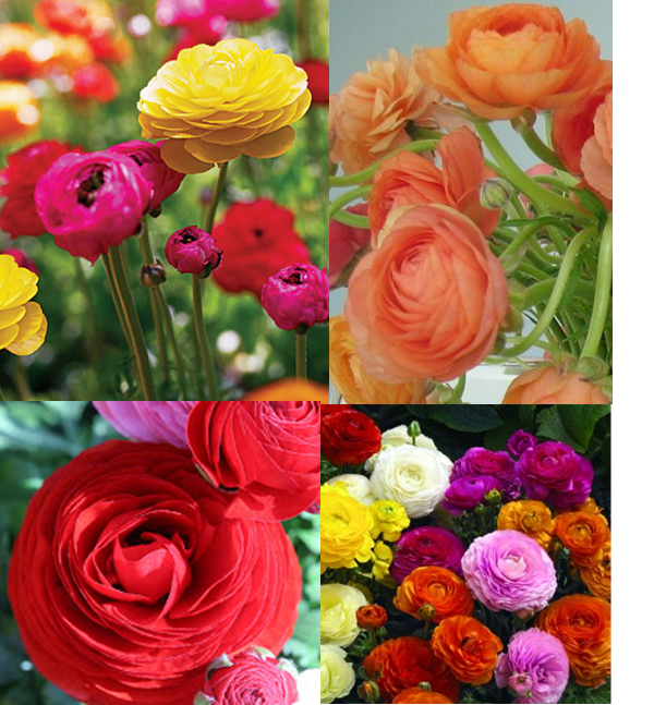 In en om die huis: Ranunculus (Ranonkels)