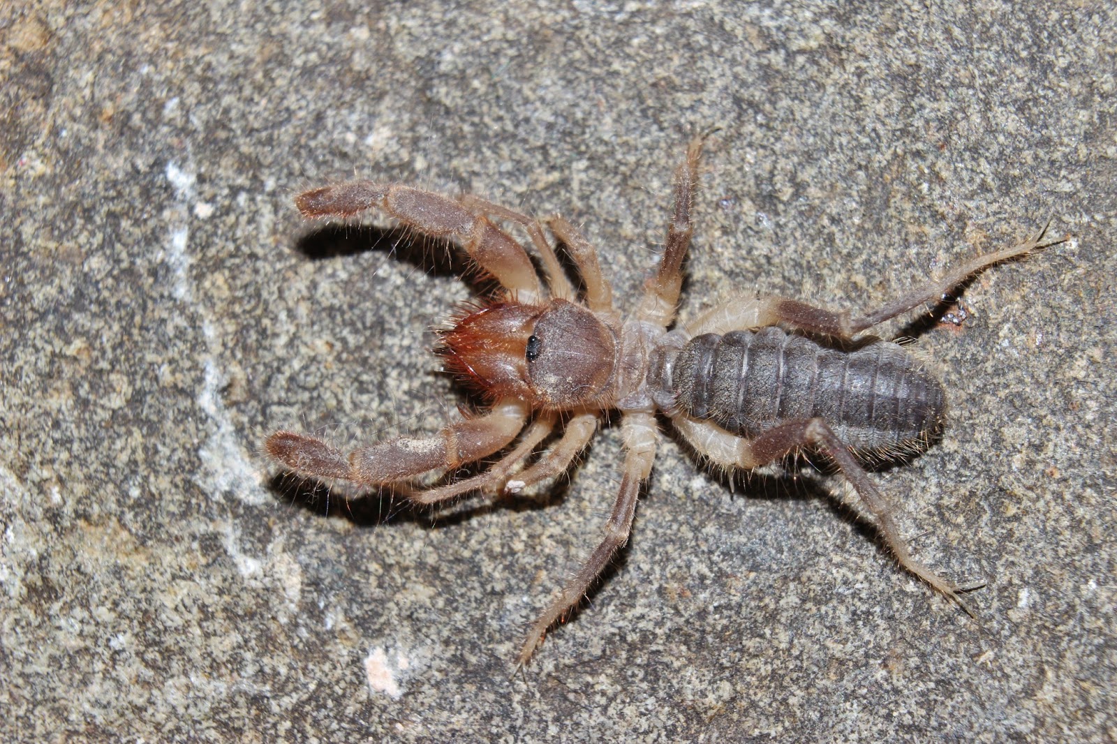 Biodiversity of Cyprus by NGO Protection of the Natural Heritage and ...