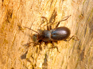 Inspired by Ecology: Woodland Continuity