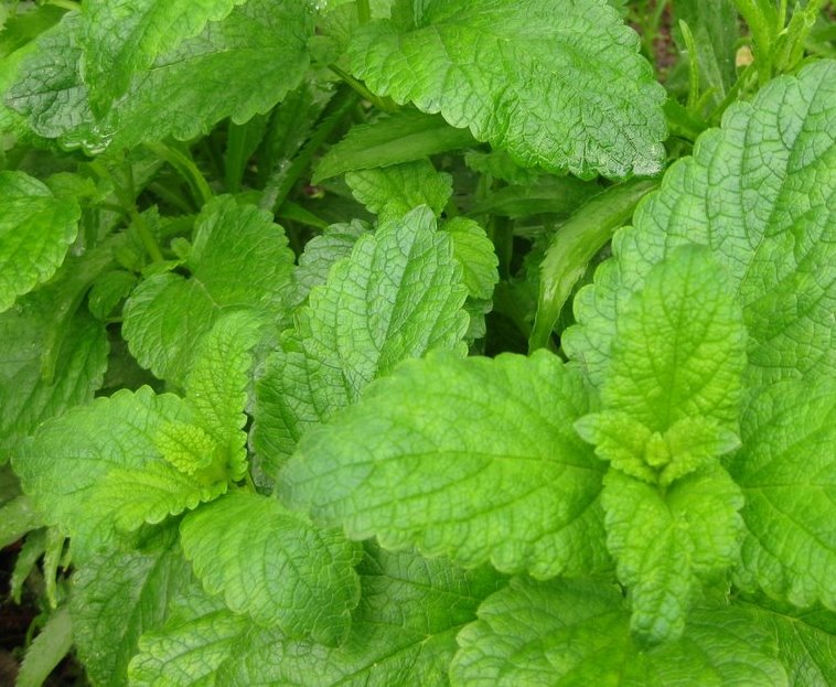 Best Medicinal Plants: The Lemon Balm