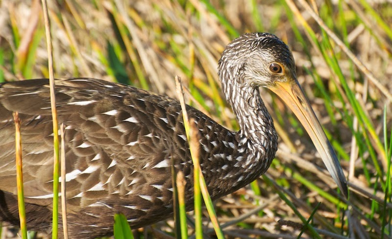 A Wandering Naturalist: Florida: Limpkins and the Like