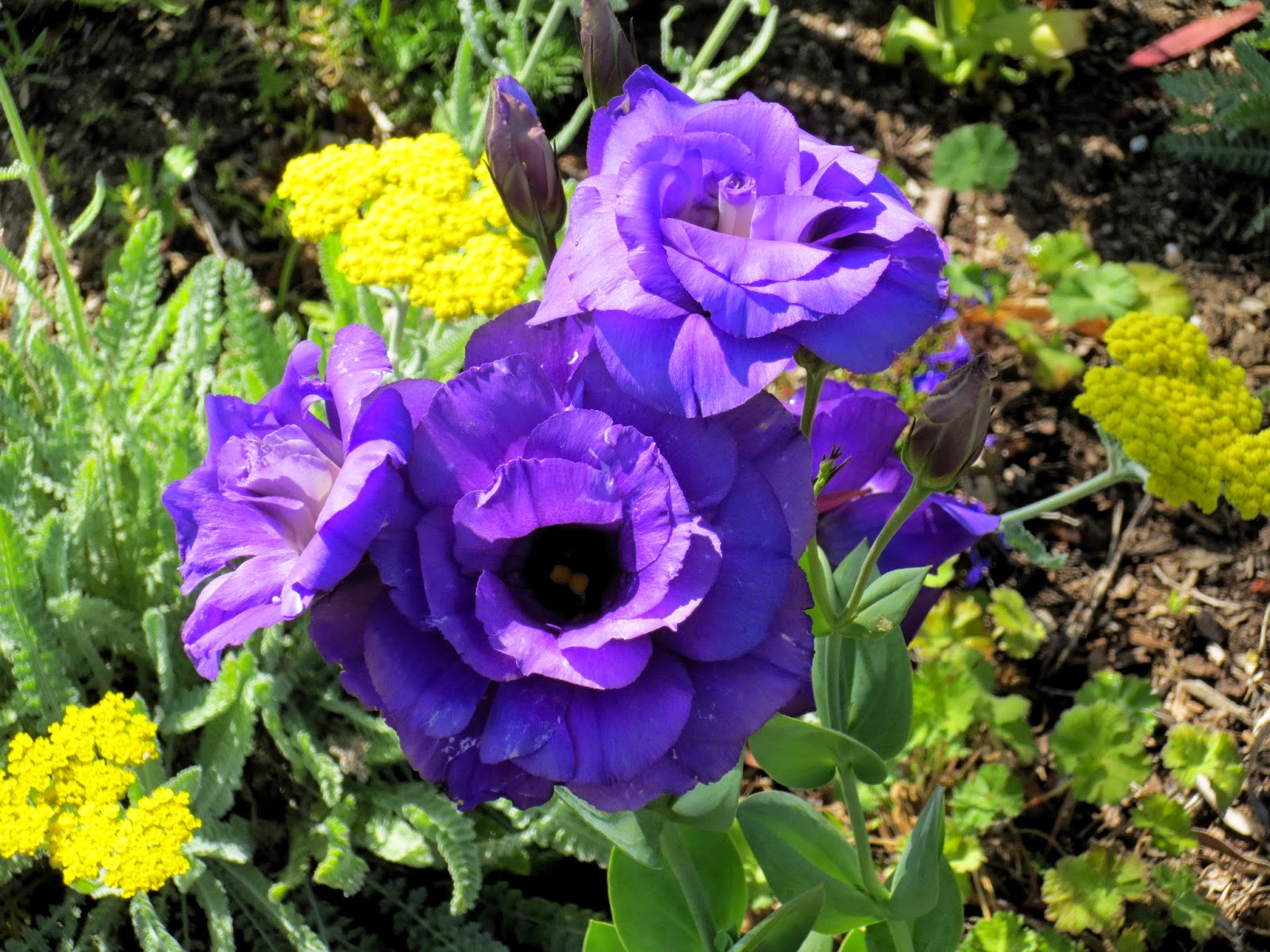 Late to the Garden Party: My favorite plant this week: Eustoma grandiflorum