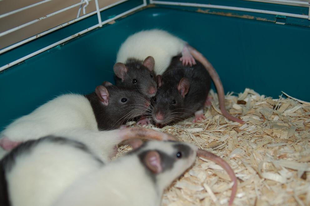 A group of baby rats, born at our temporary rat shelter