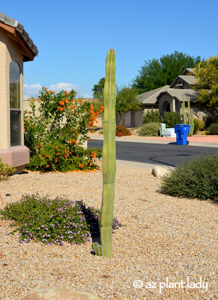 A Newly Planted Cactus Cutting - 3 Years Later - Ramblings from a ...