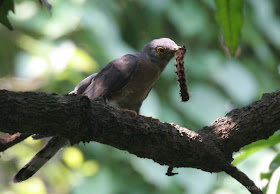 Real Monstrosities: Brainfever Bird