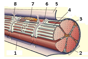 Reticulo Sarcoplasmático: Definición, contracciones musculares, canales ...