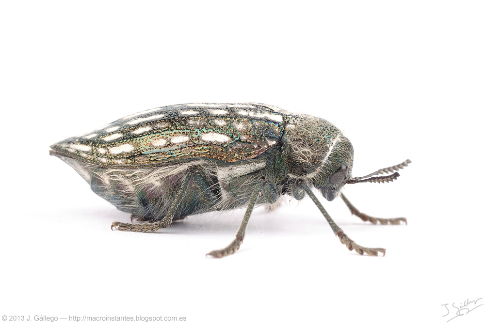 macroinstantes: Julodis onopordi