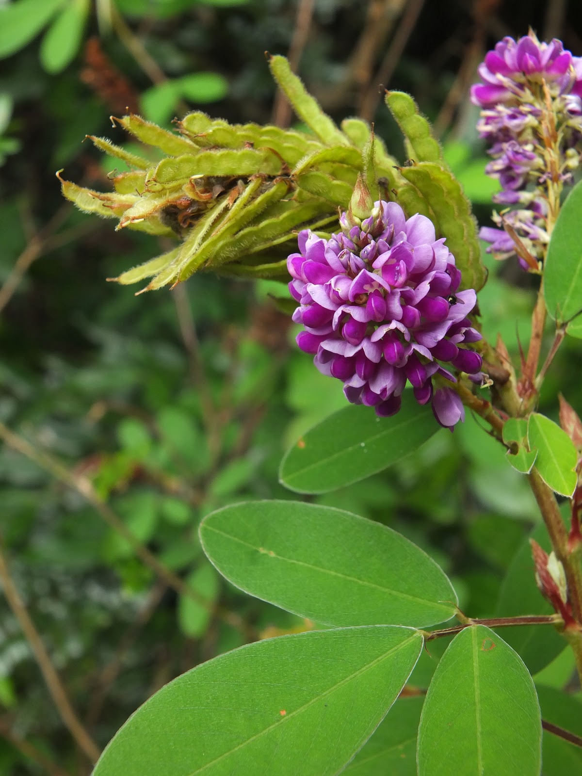 Tamilnadu Tourism: Kalakkad Mundanthurai Tiger Reserve, Thirunelveli