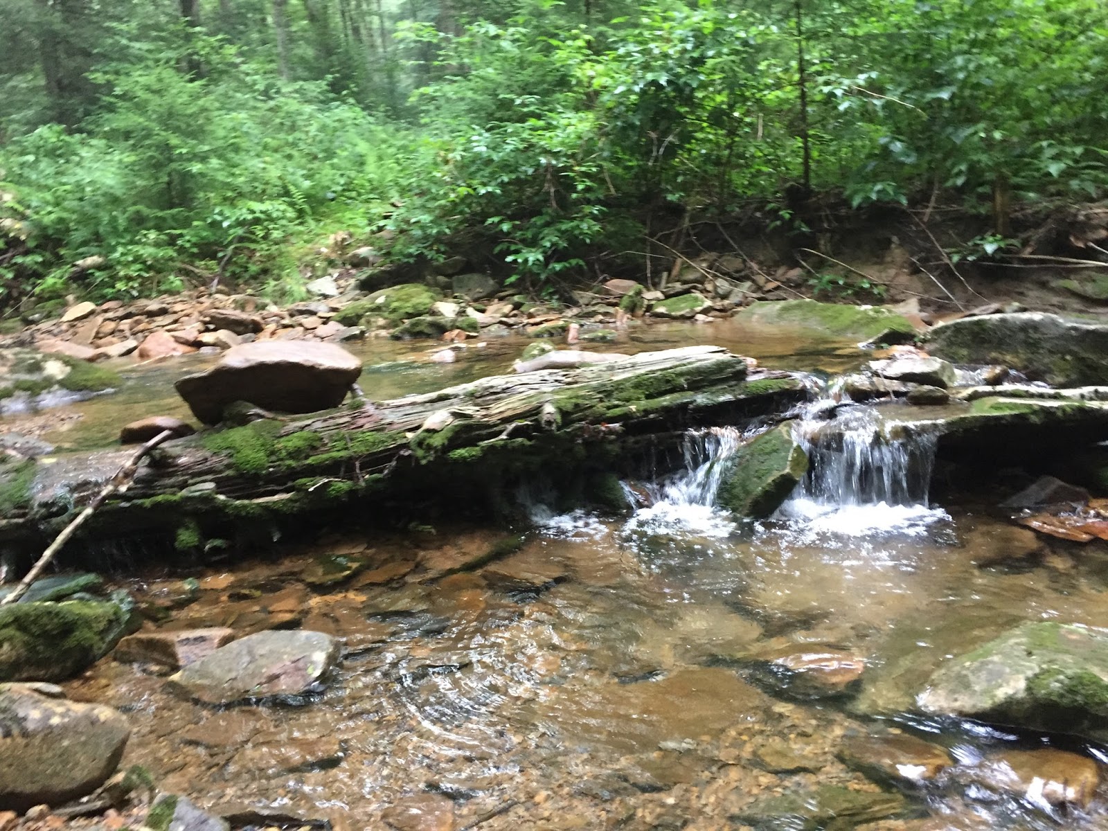 Wandering Virginia: Cranberry Wilderness, West Virginia, July 2017