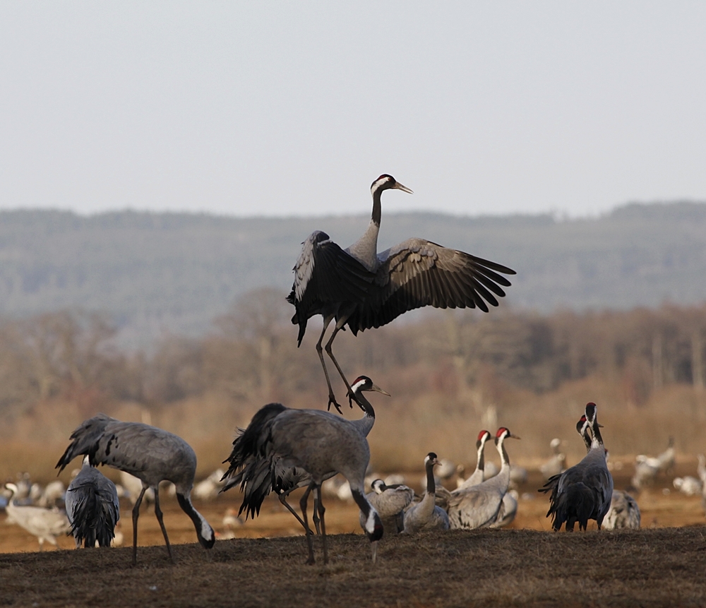 Mians blogg: Tranor, tranor, tranor...