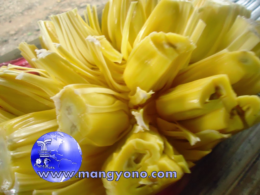 Nangka or Jackfruit