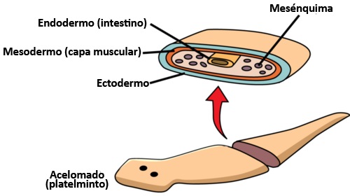 CARACTERÍSTICAS DE LOS ANIMALES