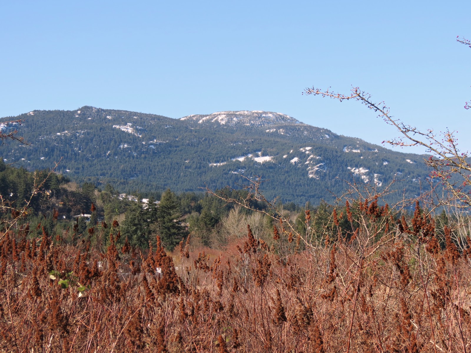 Everything Nanaimo: BUTTERTUBS MARSH: EARLY SPRING