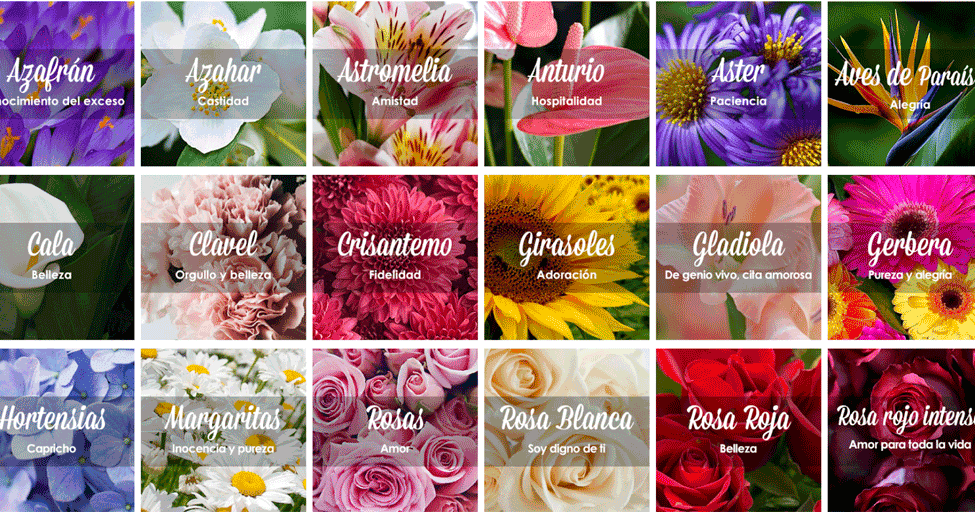 El jardín de Khalil: ¿Qué significan las flores?