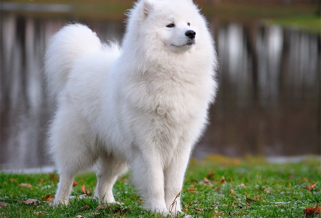 Samoyedo