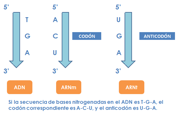 P-17 Si la secuencia de un triplete de nudeótidos en la cadena de ADN ...