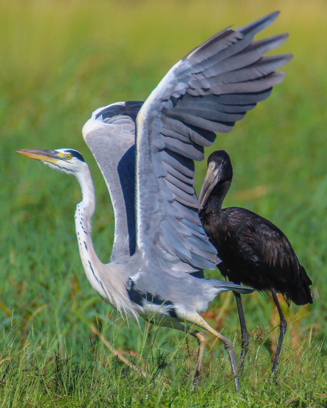 Cannundrums: African Openbill Stork