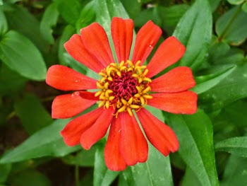 Zinnia Flowers- Seeniya | SL Flora