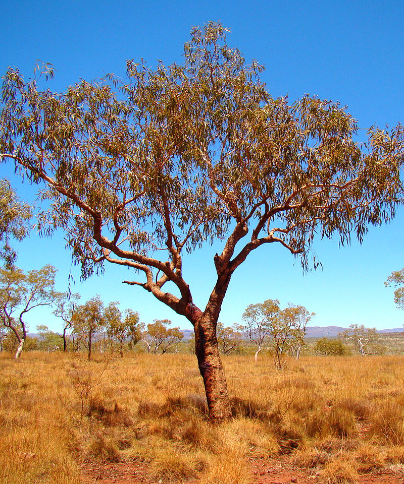 FANTASTIC FLOOR: Fantastic Floor Presents: Bloodwood