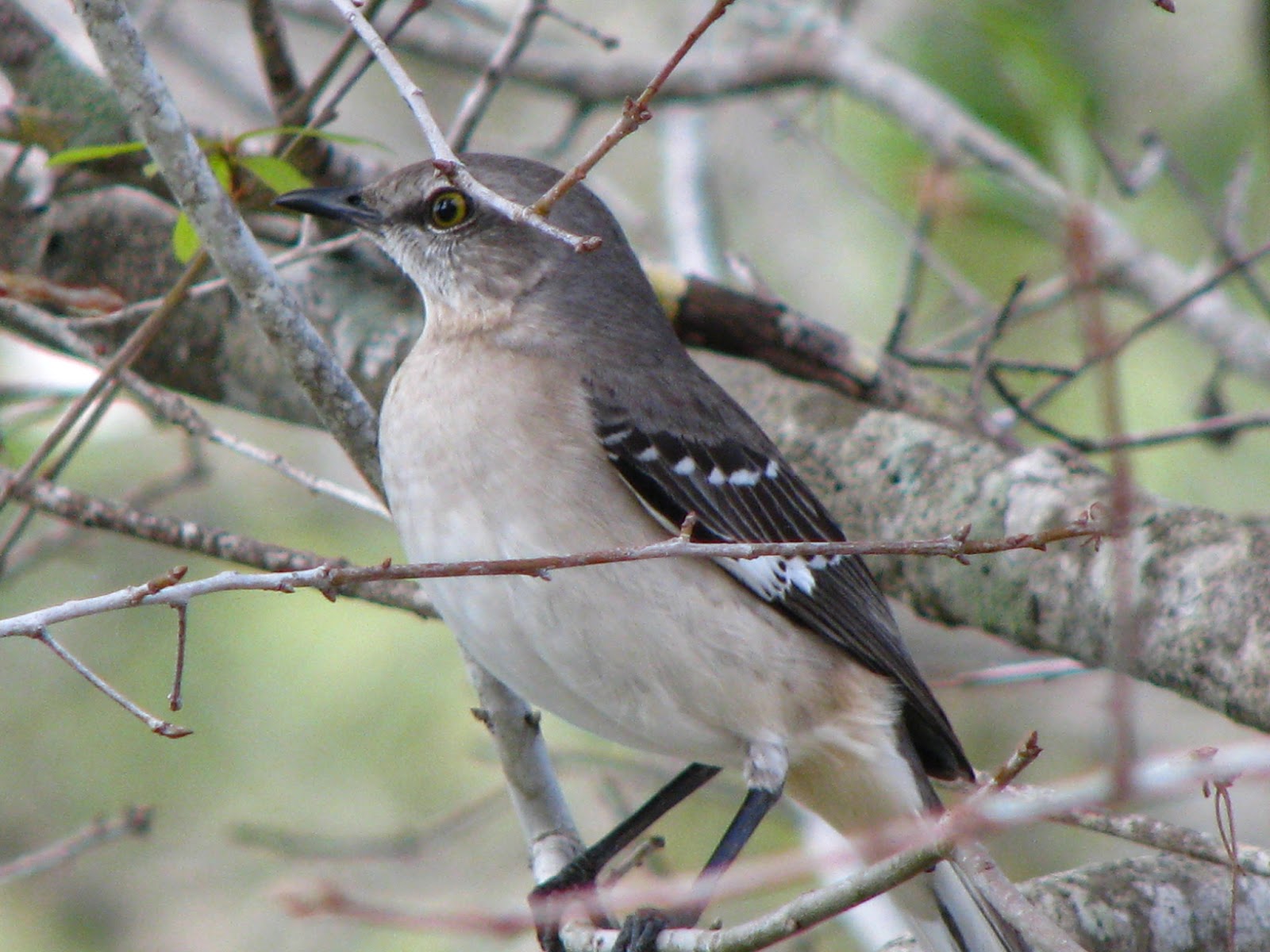 amateurnithologist: Northern Mockingbird