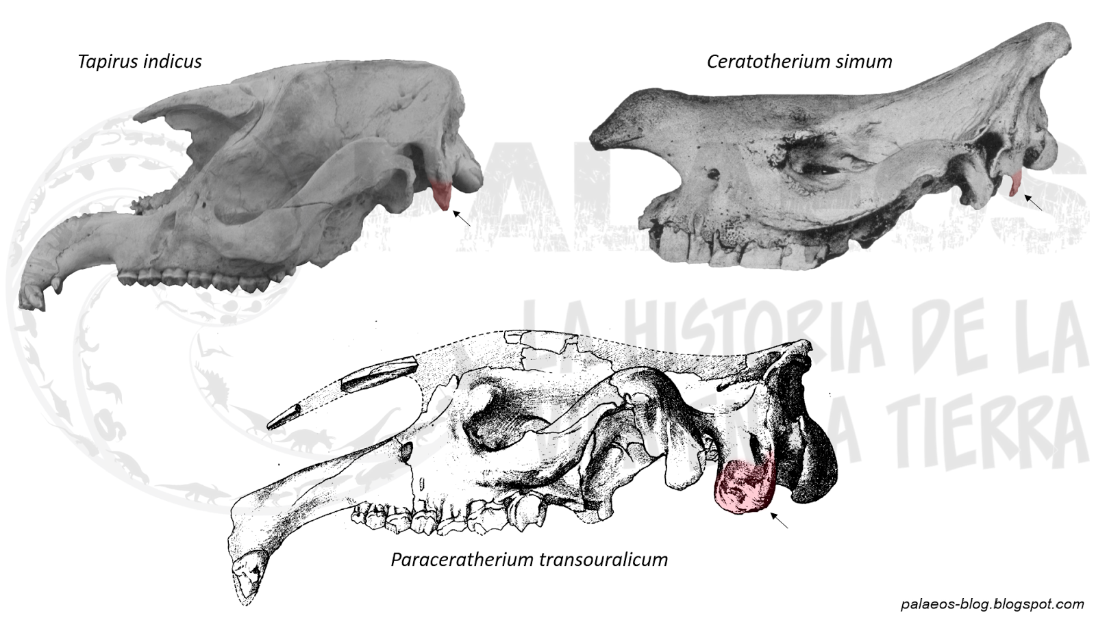Palaeos, la historia de la Vida en la Tierra: ¡Vuela Dumbo!