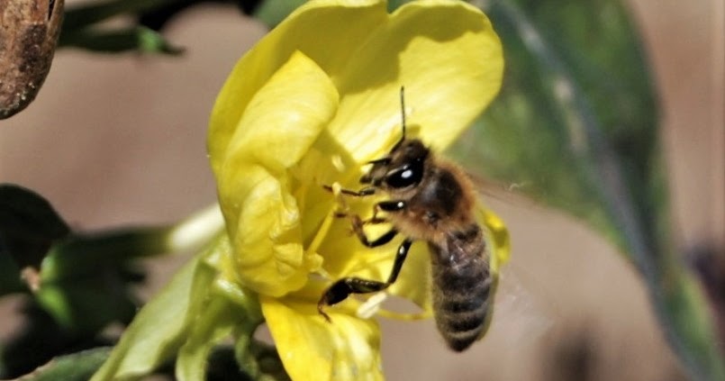 The Peace Bee Farmer: Can Plants Hear Bees?