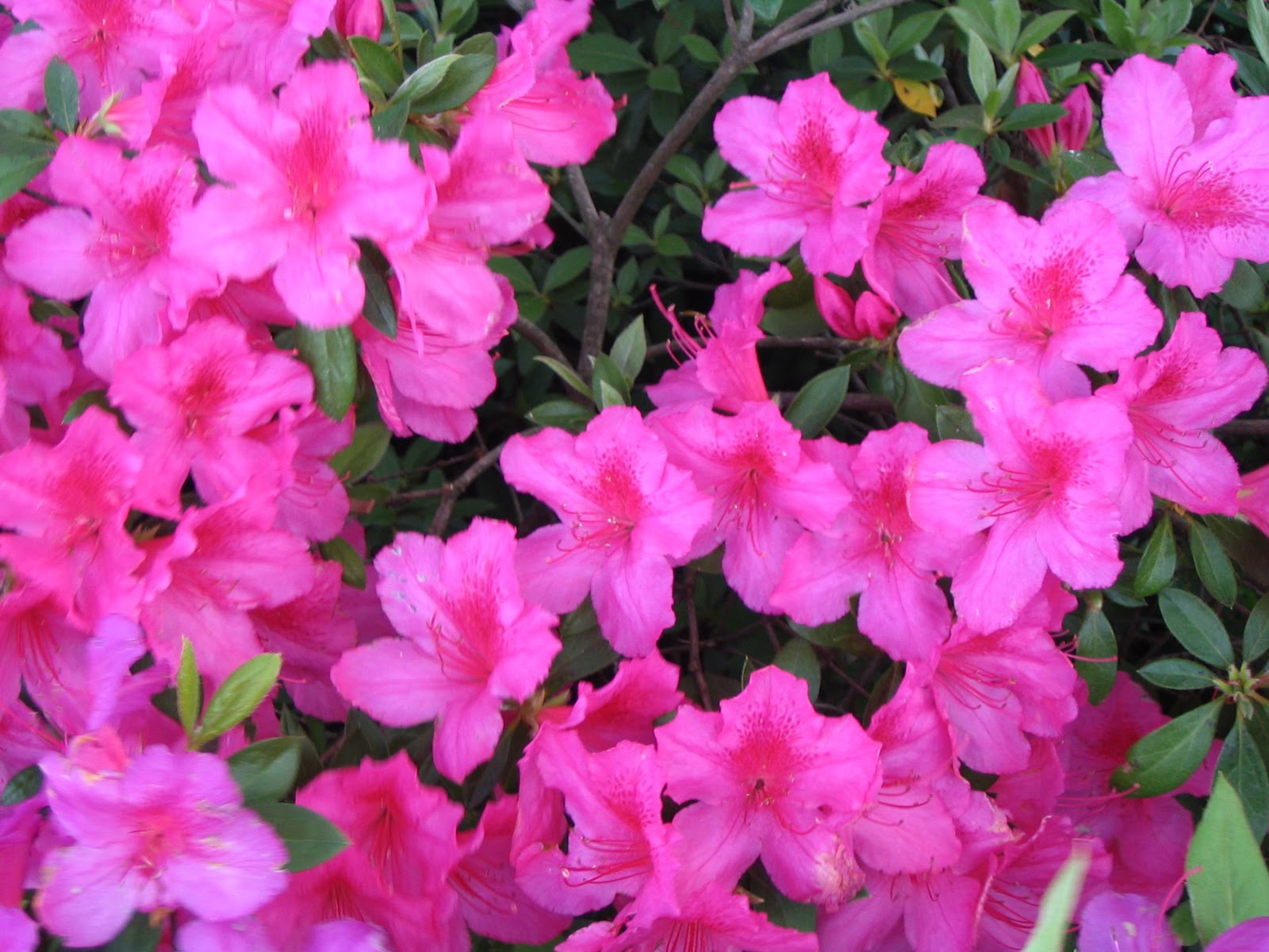 Pink Azaleas ~ Main Stream