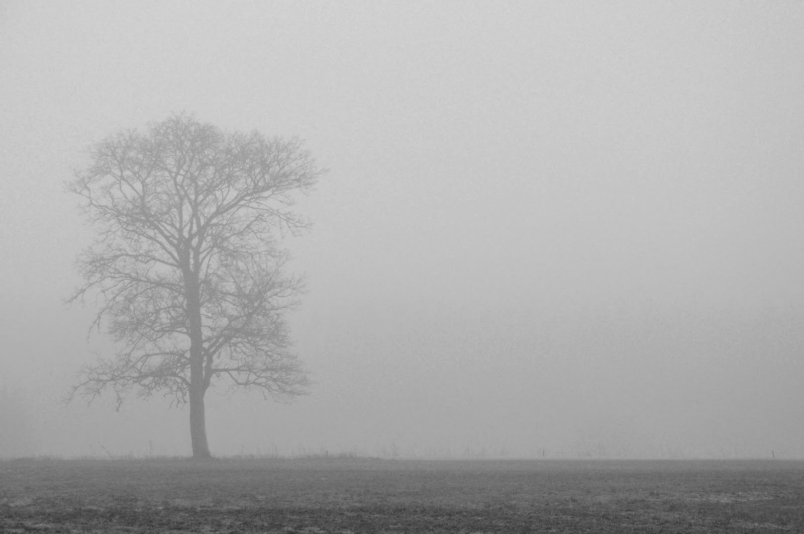 Bilderligt Talat: Dimma