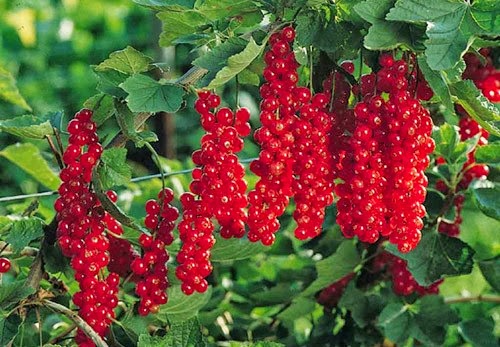 Cantinho da Cher...: Conheça a Groselha. Sim, groselha é uma fruta e dá ...