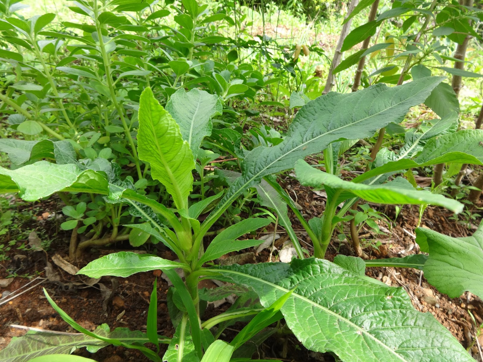 Herbs from Distant Lands: Elephantopus scaber, Elephantopus mollis ...