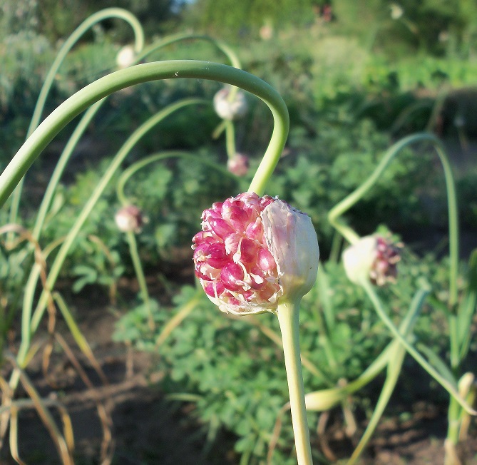 Czosnek: polski i chiński różnią się właściwościami?