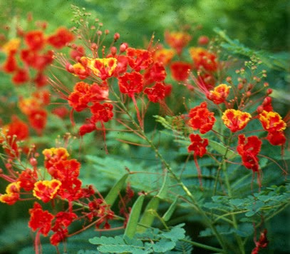 TAMAN SWARGALOKA: BUNGA MERAK