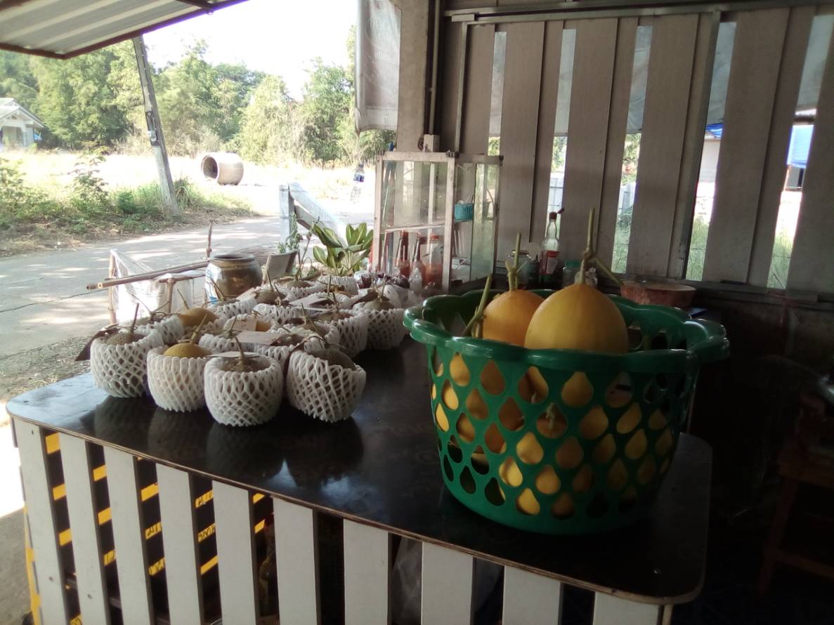 การปลูกเมล่อน Style Oji Meron: การปลูกเมล่อน Style Oji