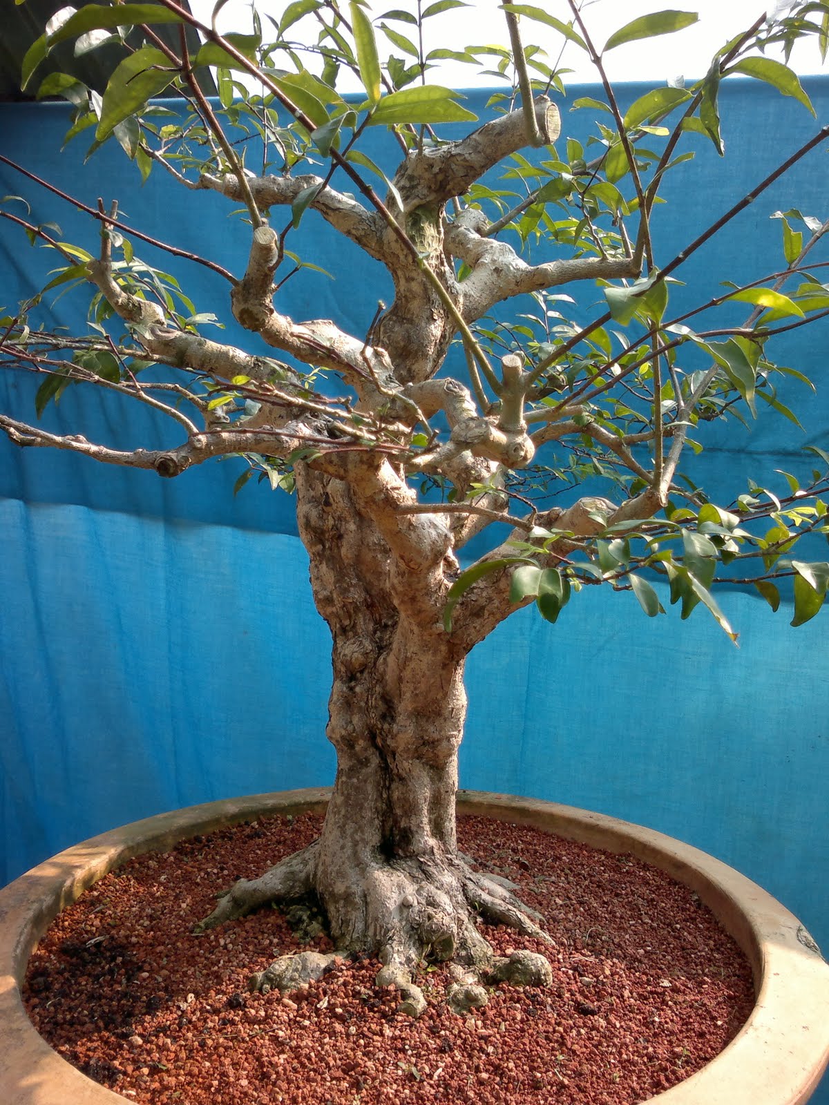 Mat Yie Garden: Santalia, Jeliti, Melati, Anting Putri, Wrightia Religiosa