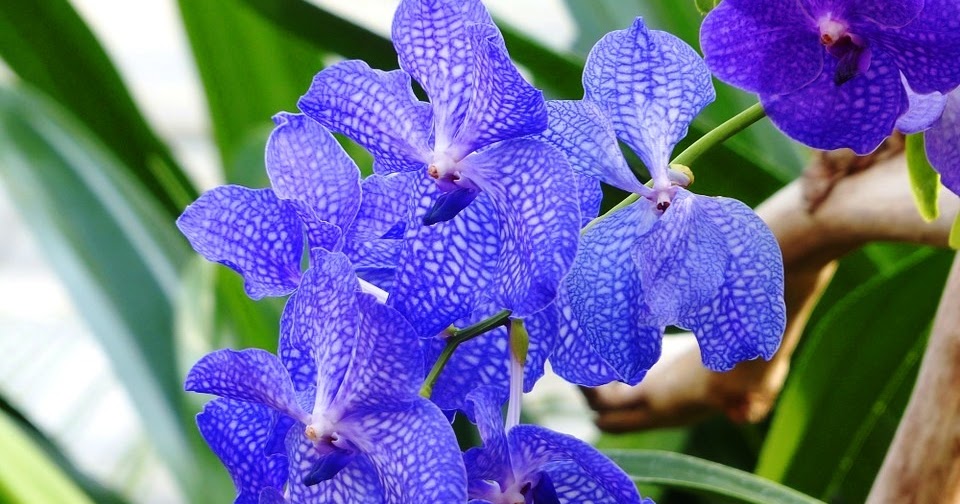 Vanda coerulea sau Orhideea albastră - Grădină și sănătate