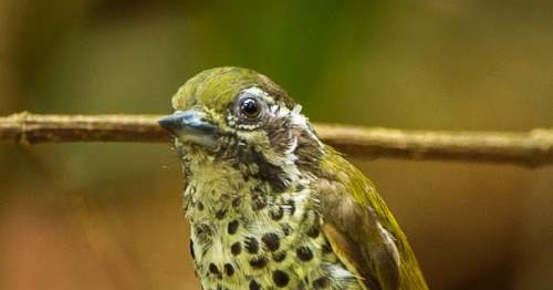 Speckled piculet | Birds of India | Bird World