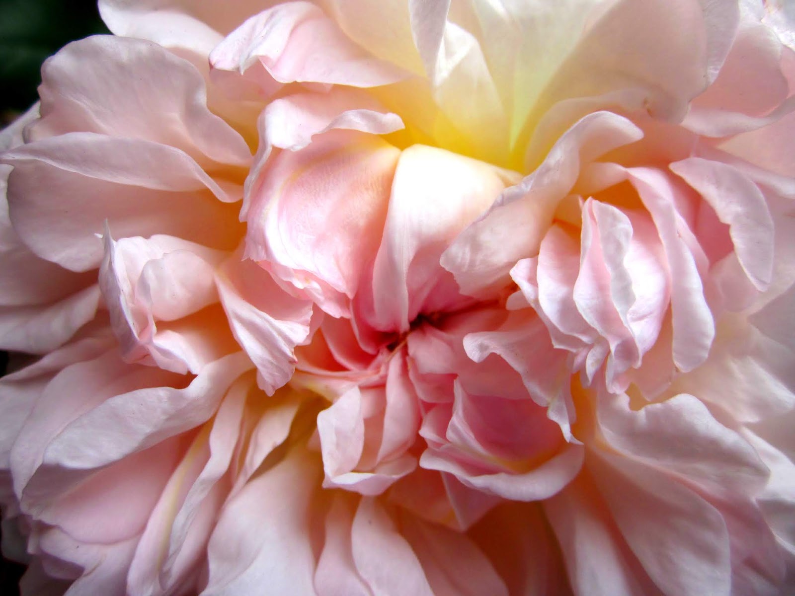 Widow's Endorphins: David Austin, The Godfather of the English Rose