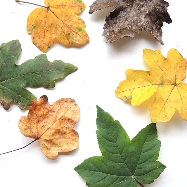 Moois van ' M(i)e': allemaal blaadjes!