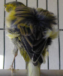 LOS CANARIOS DE POSTURA: Canarios Rizados (2)