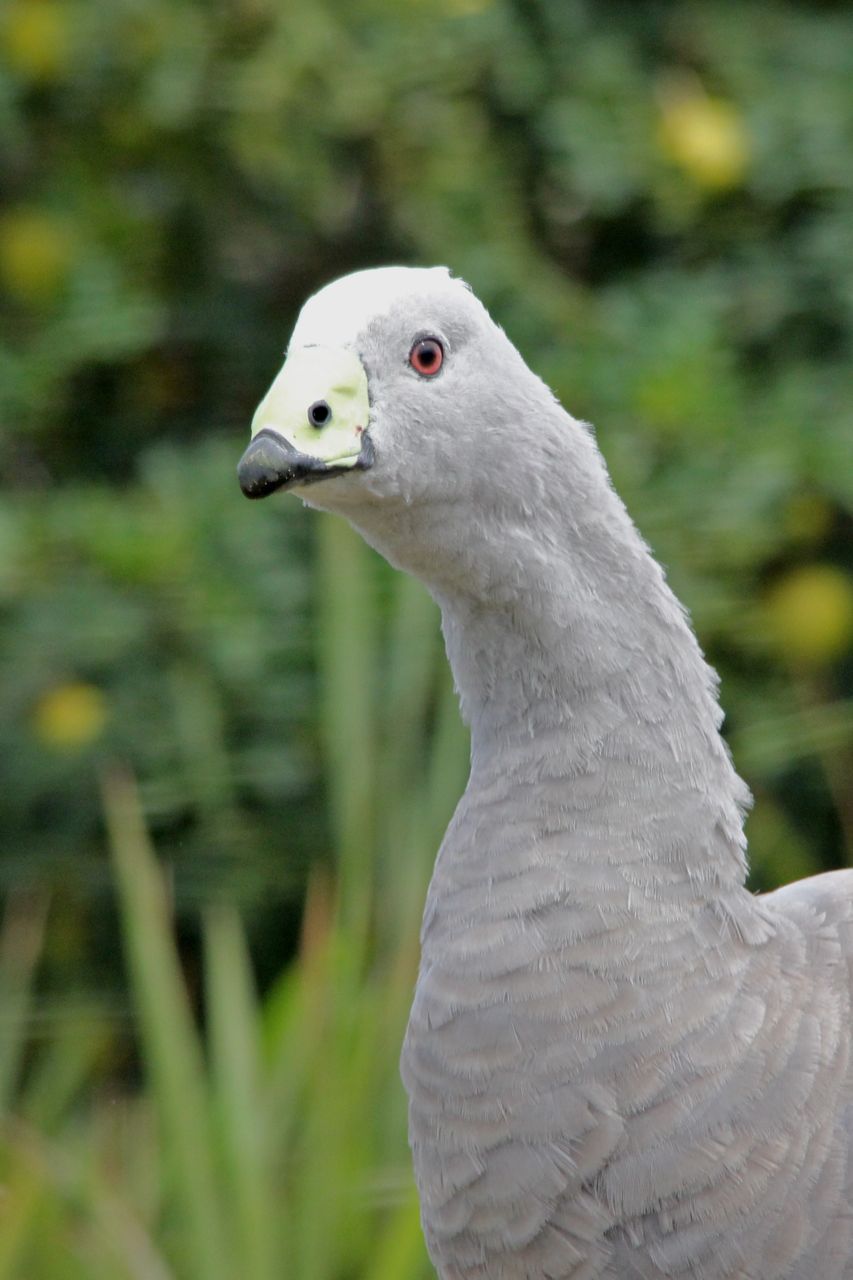 Pete's Flap Birding Aus: One of the World's Rarest Geese (the Sheep Bird)