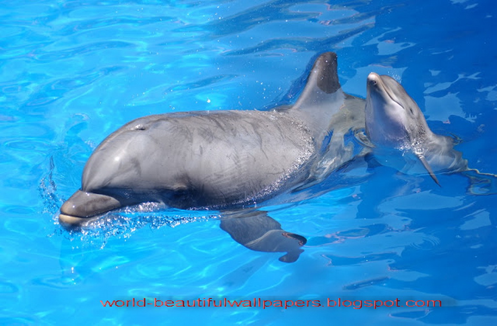 Beautiful Dolphins | Zone Wallpaper Backgrounds
