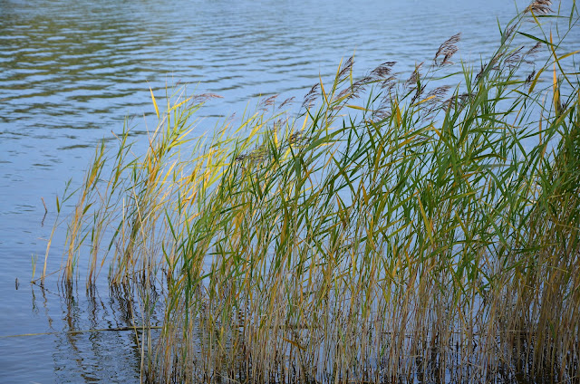 Björnidets blogg: Vass i septembersol