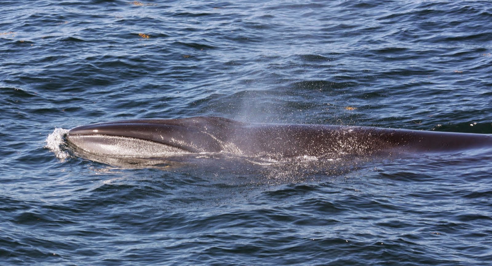 Animals of the world: Sei whale