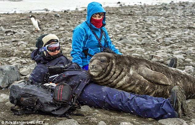 Una foca encontró una "almohada humana" perfecta para una siesta de dos ...