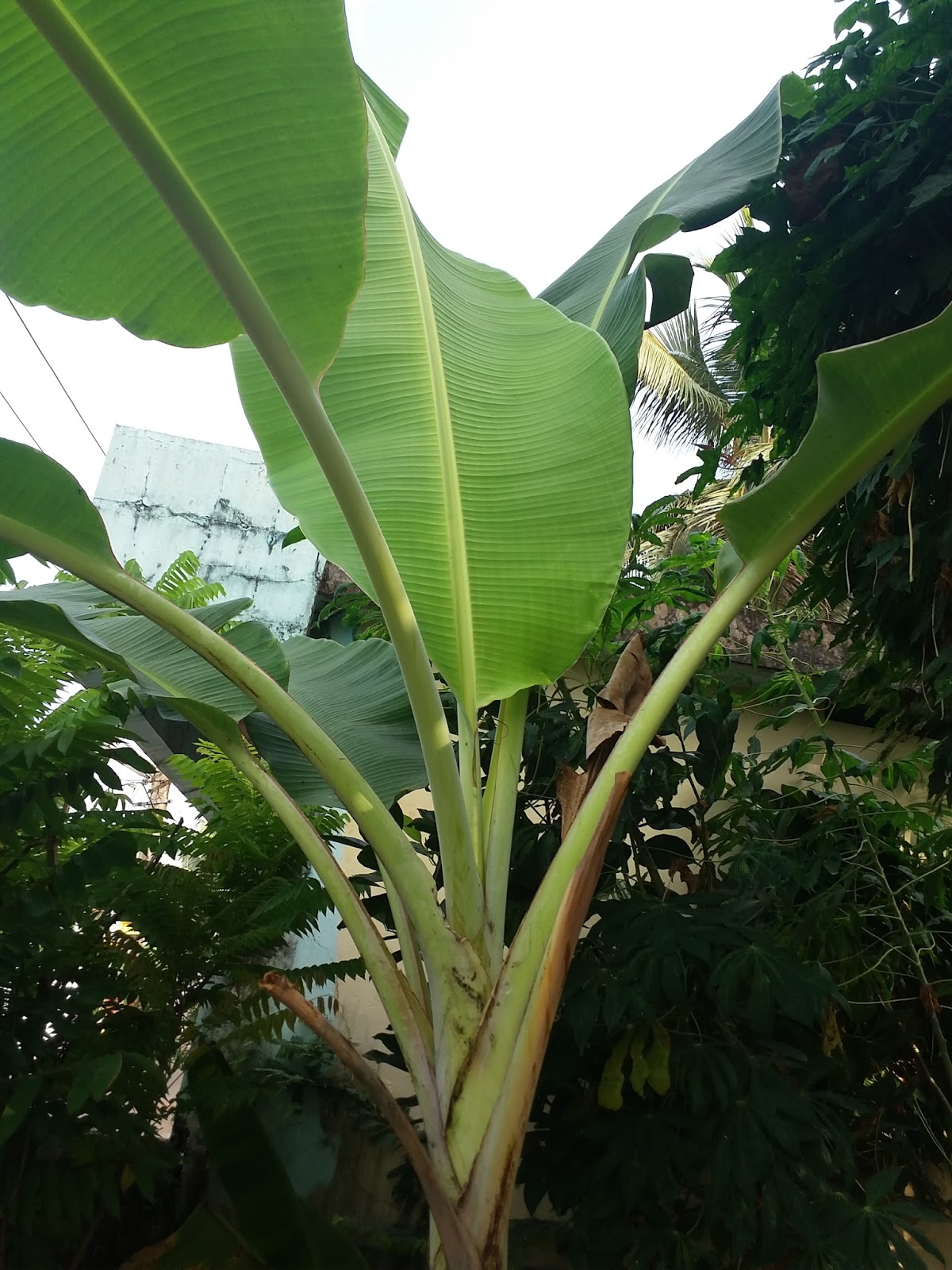 BLOGSOWNKITCHEN: Mysore Puvan Vazha in Ollur Kerala