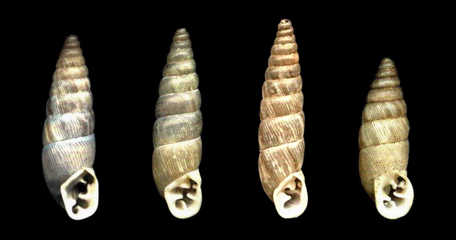 Moluscos terrestres de Argentina: Spixia tumulorum (Doering, 1875)