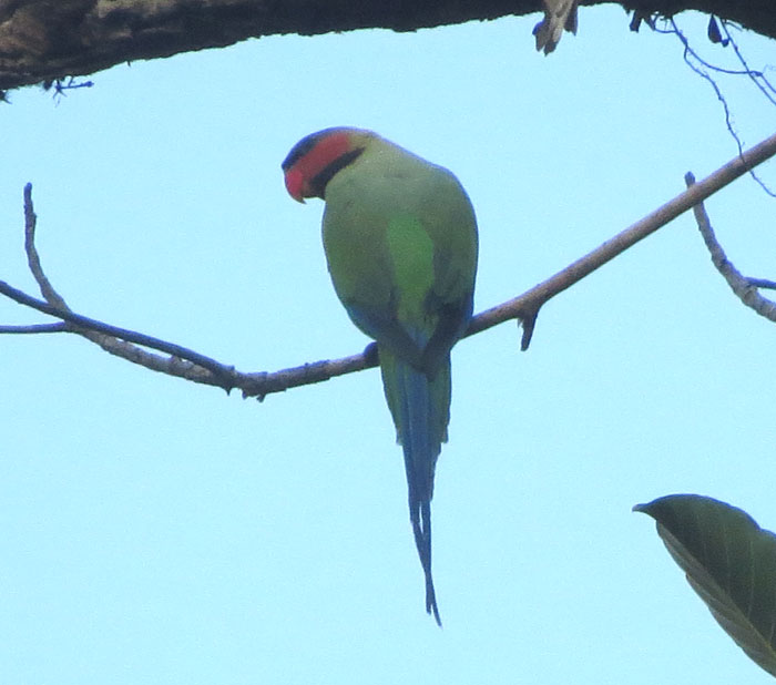 Just About Everything: Birds from Great Nicobar, some of these birds ...
