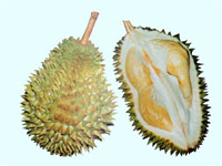 Durian Info: Durian Varieties In Malaysia