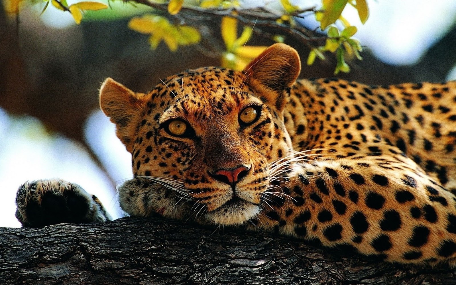 All About Animal Wildlife: Cheetah Cool HD Wallpapers 2012
