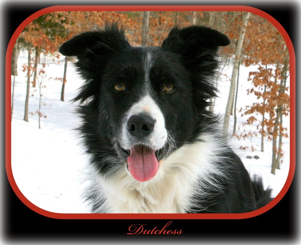 Shuck's Border Collies